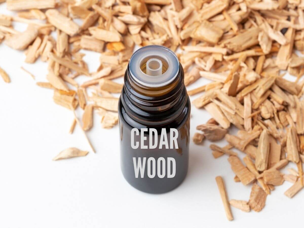 The Allure of Cedar Wood